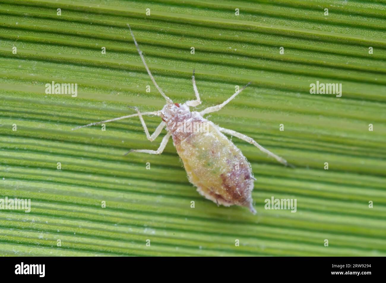 Entomology interest hi-res stock photography and images - Alamy
