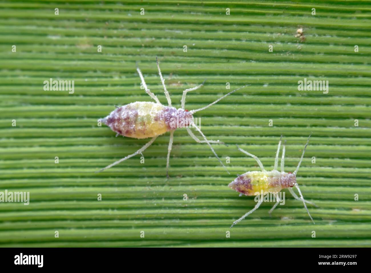 Aphids in the wild, North China Stock Photo - Alamy