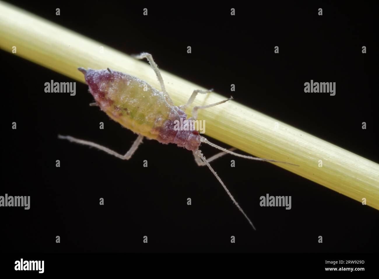 Entomology interest hi-res stock photography and images - Alamy
