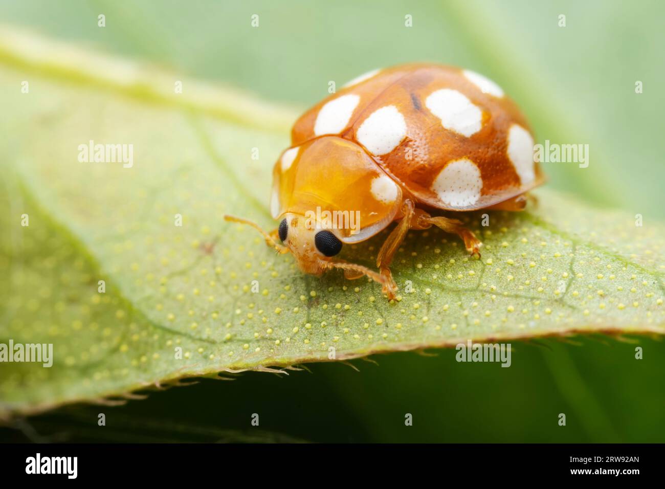Ladybugs on wild plants, North China Stock Photo - Alamy