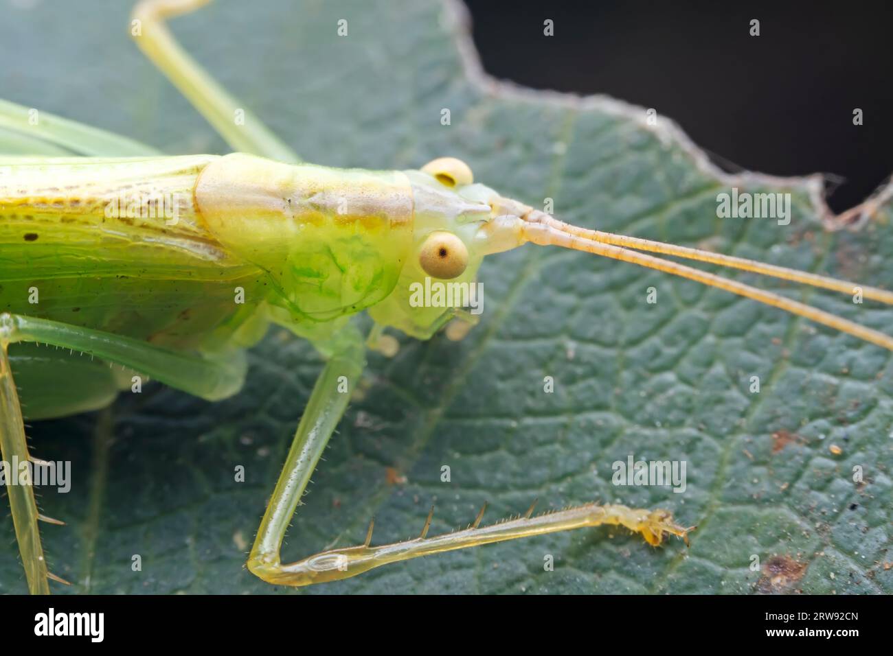 Tree cricket on wild plants, North China Stock Photo - Alamy
