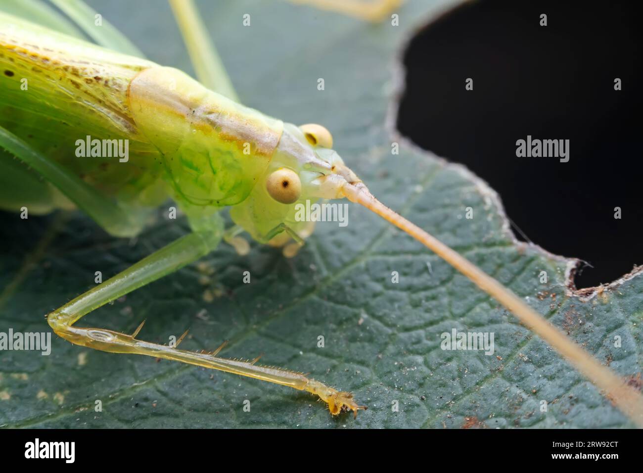 Tree cricket on wild plants, North China Stock Photo - Alamy