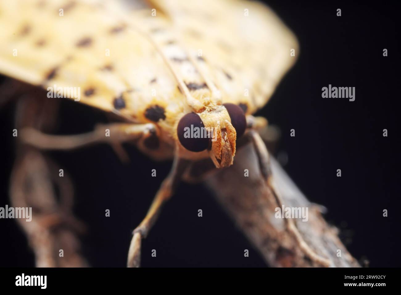 Lepidoptera insects in the wild, North China Stock Photo - Alamy
