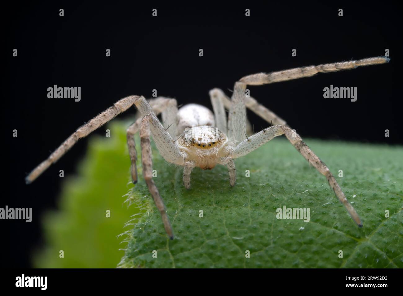 Spiders in the wild, North China Stock Photo - Alamy