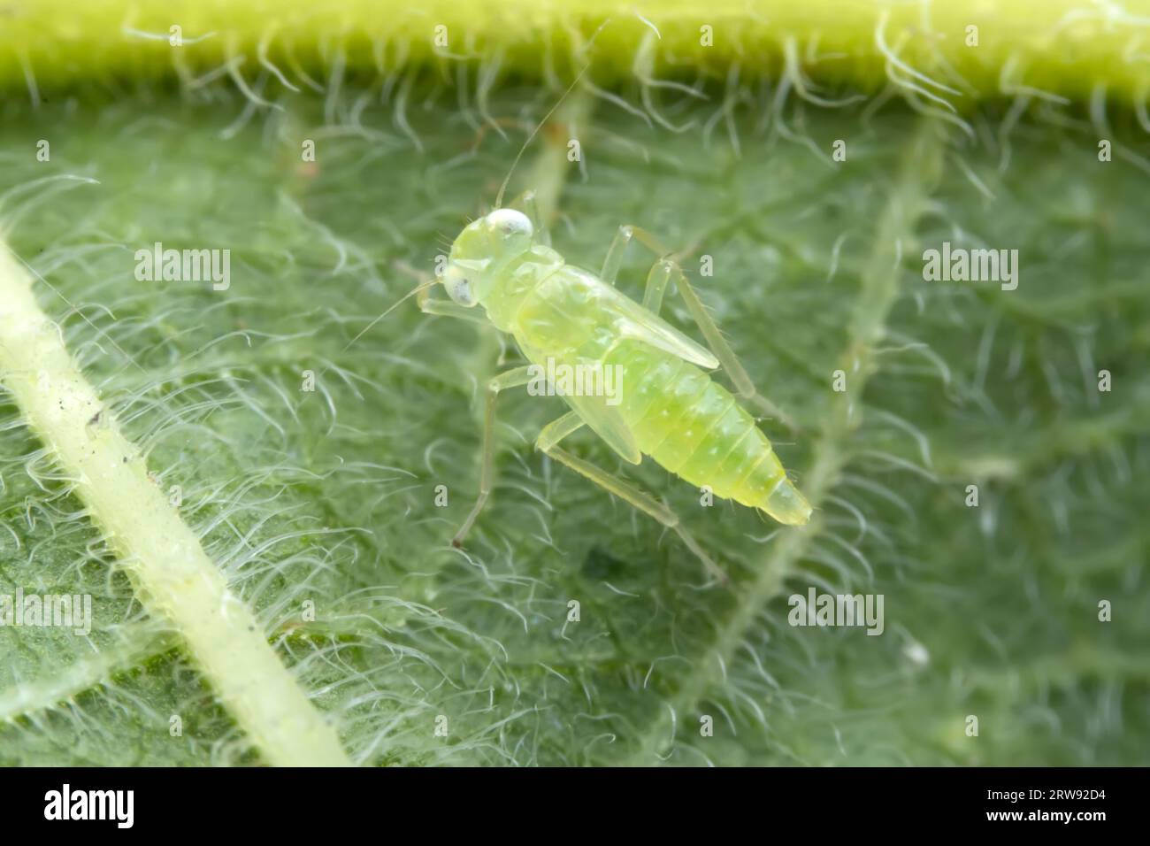 Leaf cicada on wild plants, North China Stock Photo - Alamy