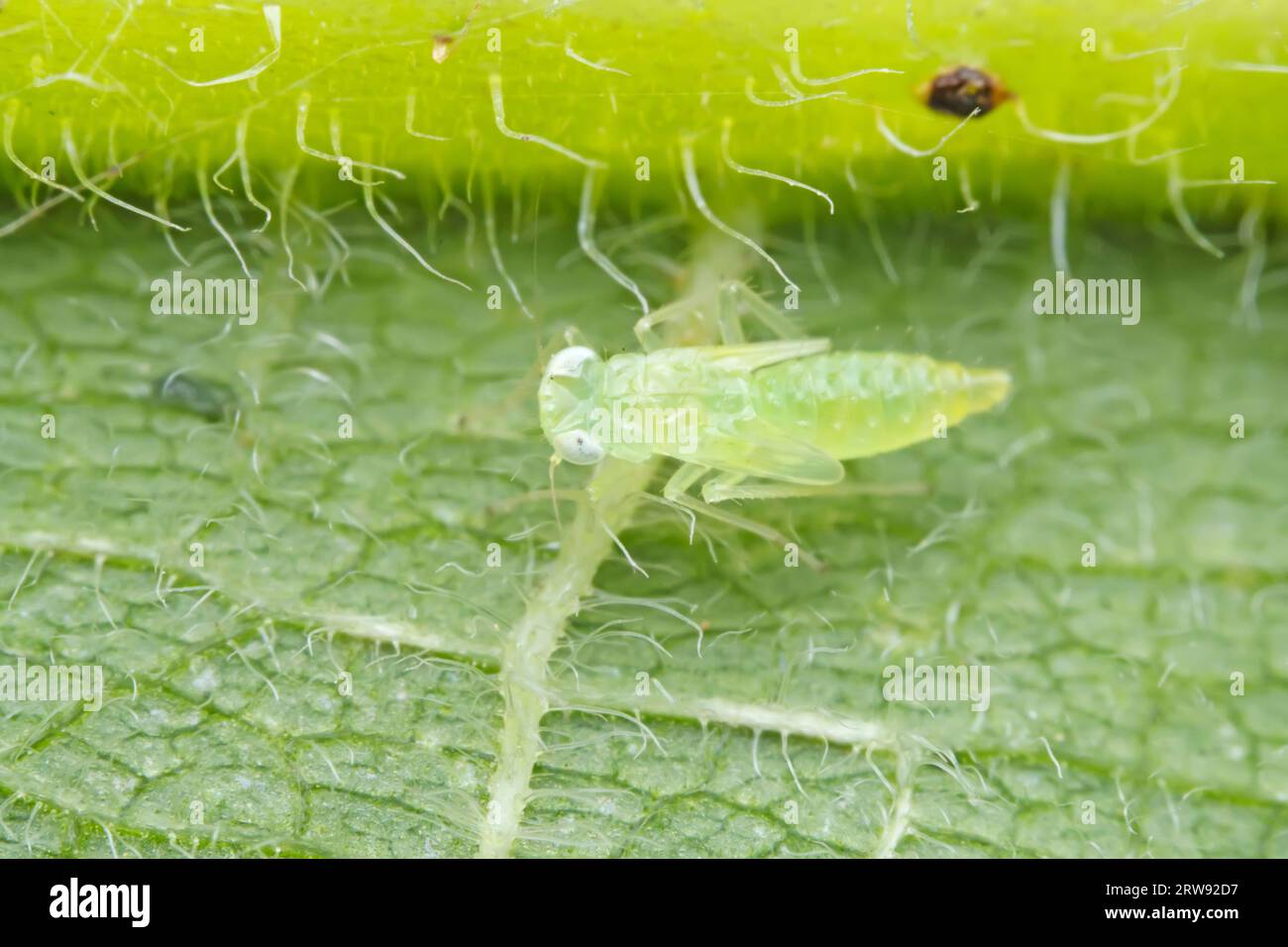 Leaf cicada on wild plants, North China Stock Photo - Alamy