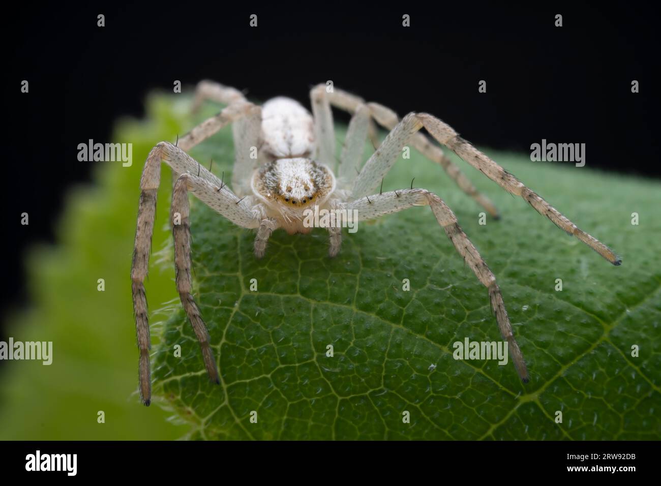 Spiders in the wild, North China Stock Photo - Alamy