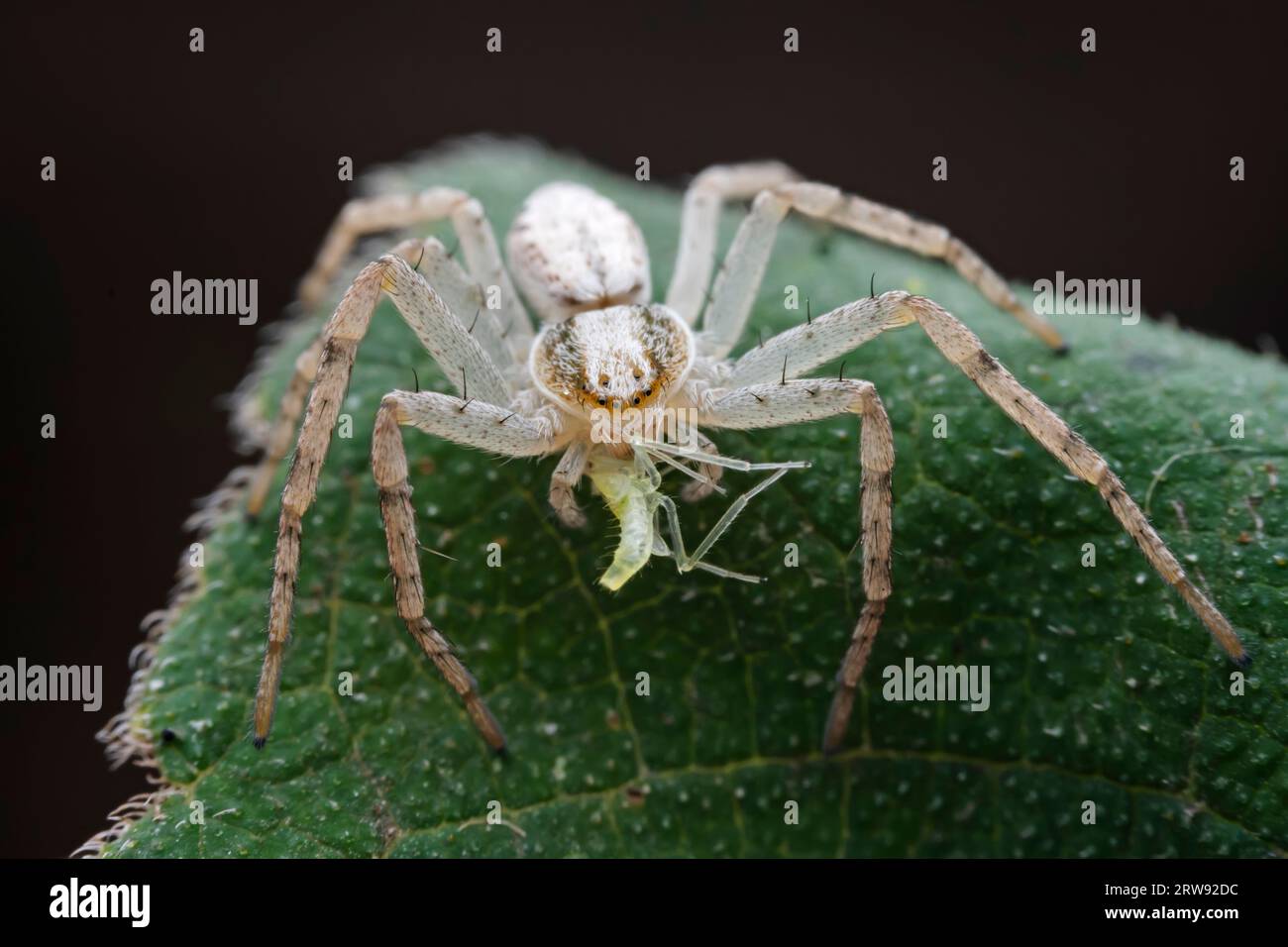 Spiders in the wild, North China Stock Photo - Alamy