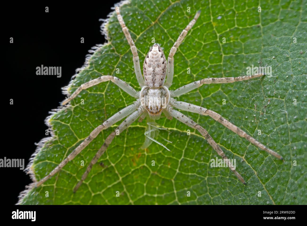 Spiders in the wild, North China Stock Photo - Alamy
