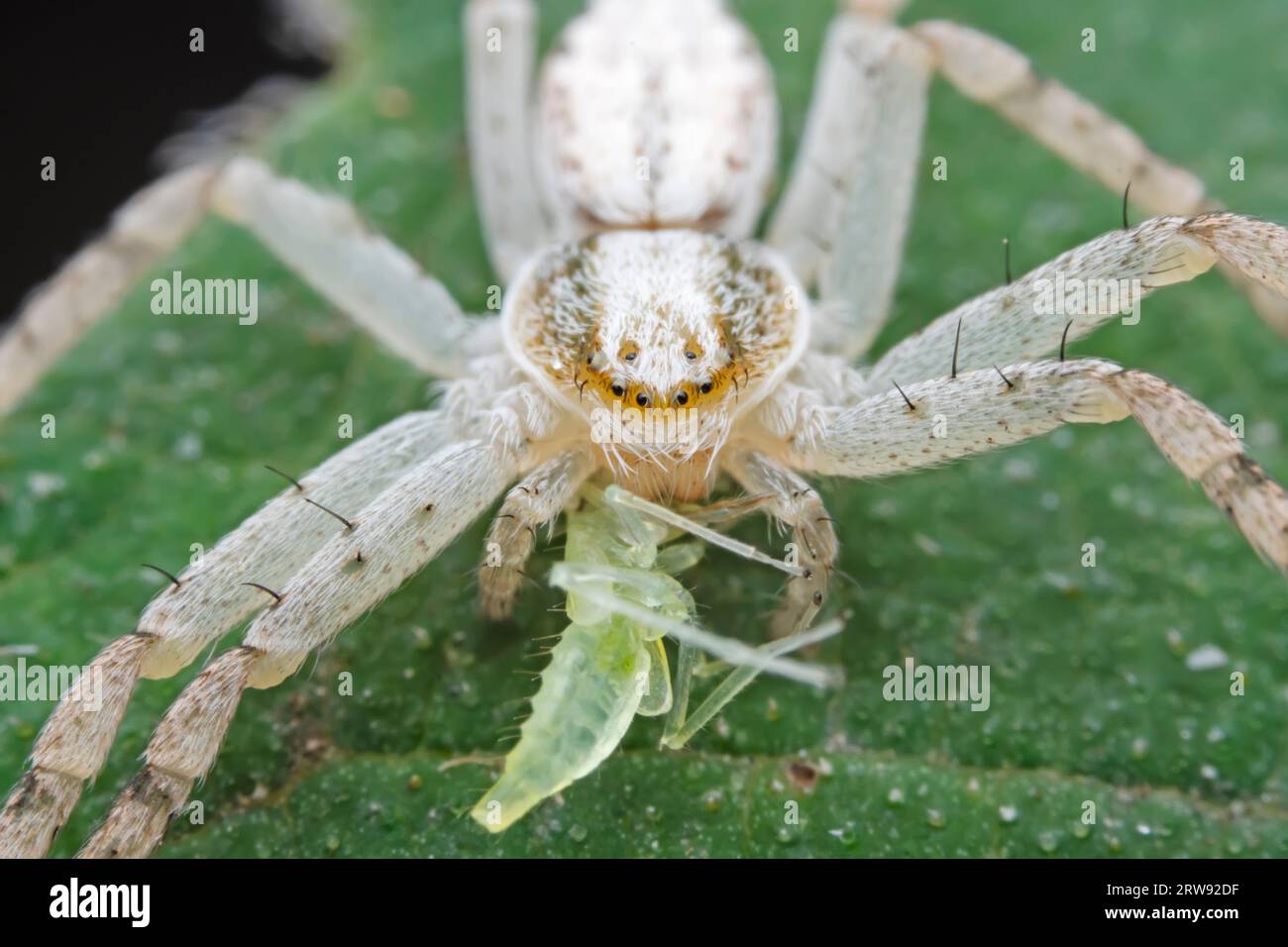 Spiders in the wild, North China Stock Photo - Alamy