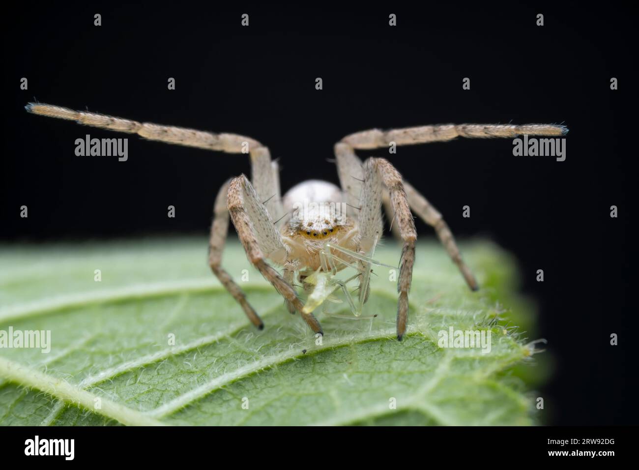 Spiders in the wild, North China Stock Photo - Alamy