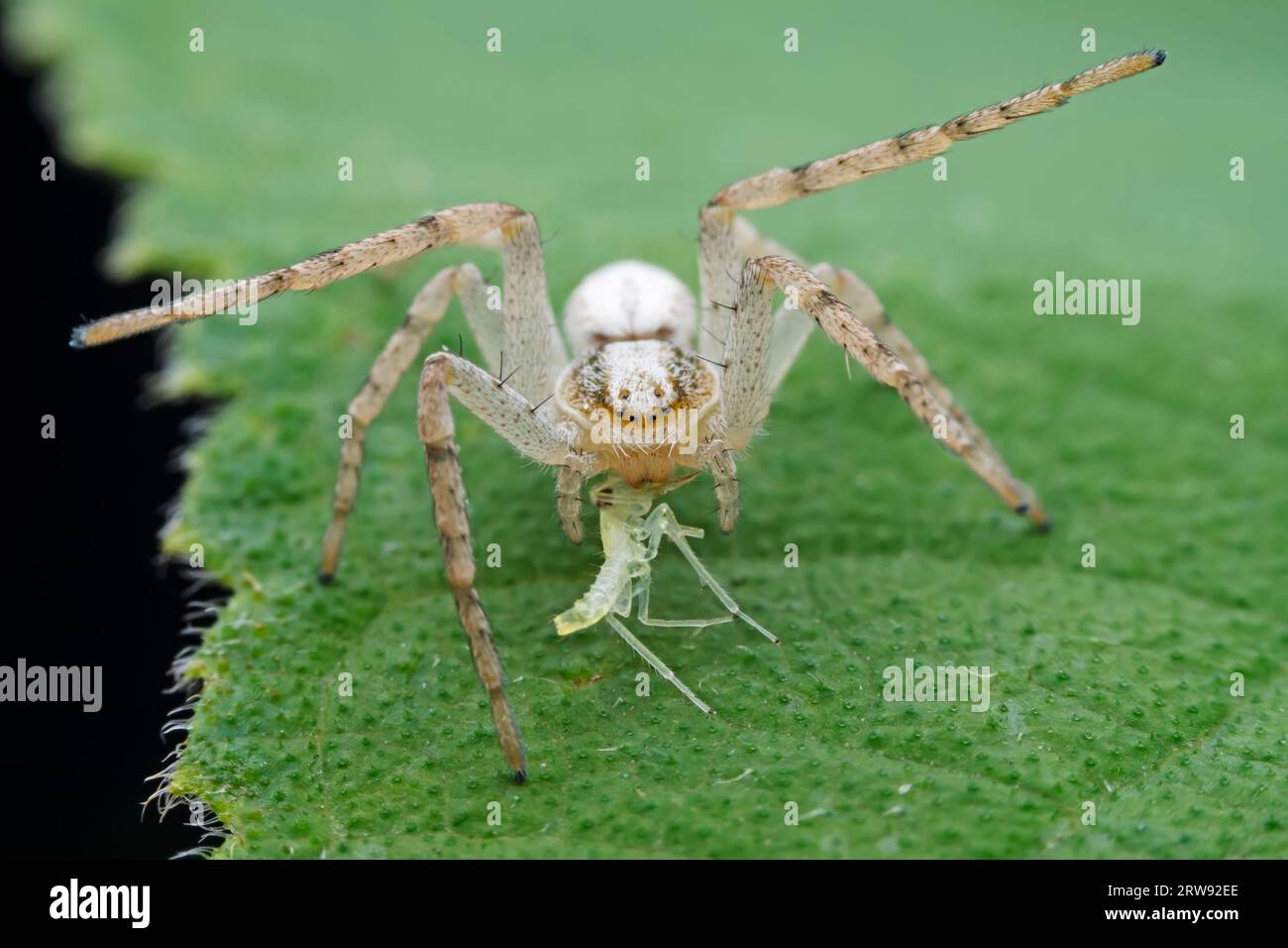 Spiders in the wild, North China Stock Photo - Alamy