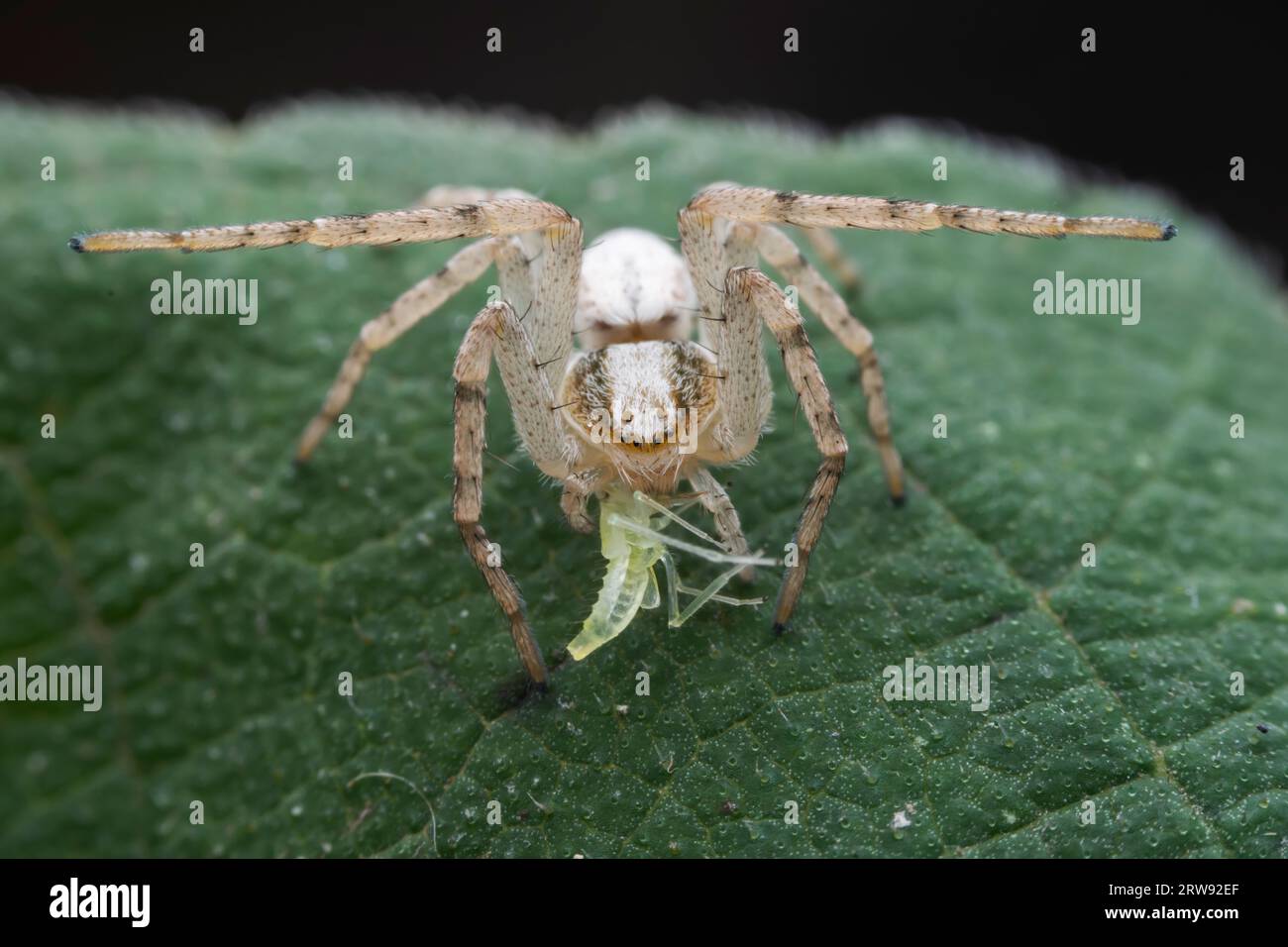 Spiders in the wild, North China Stock Photo - Alamy
