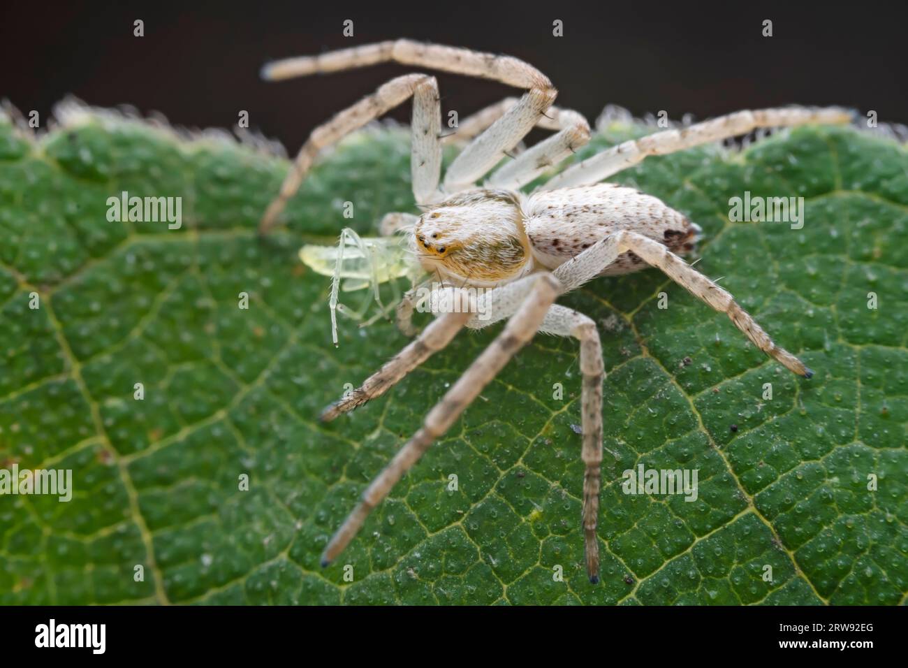 Spiders in the wild, North China Stock Photo - Alamy
