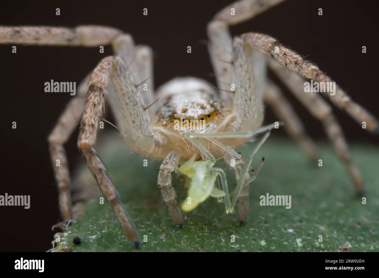 Spiders in the wild, North China Stock Photo - Alamy