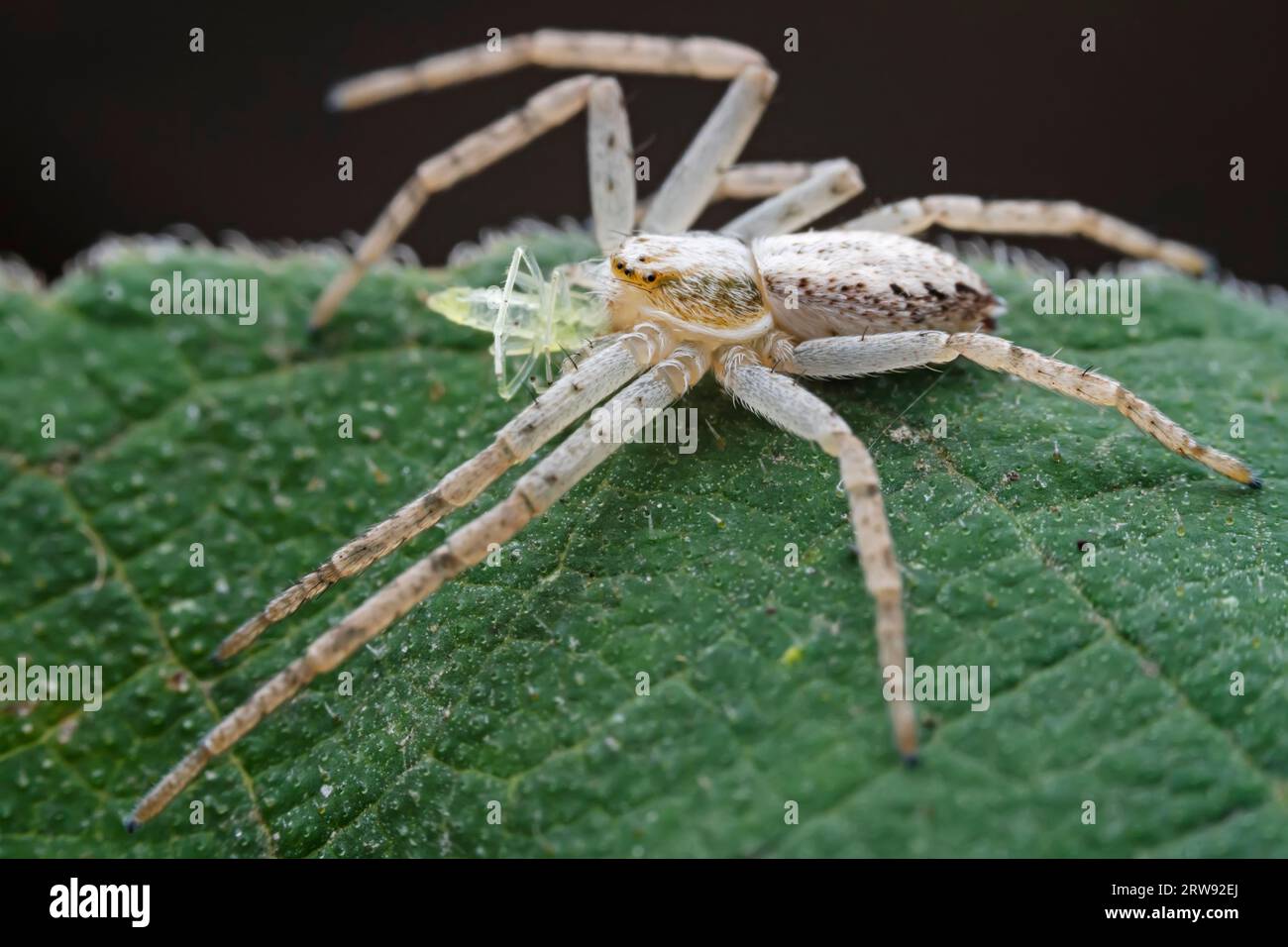 Spiders in the wild, North China Stock Photo - Alamy