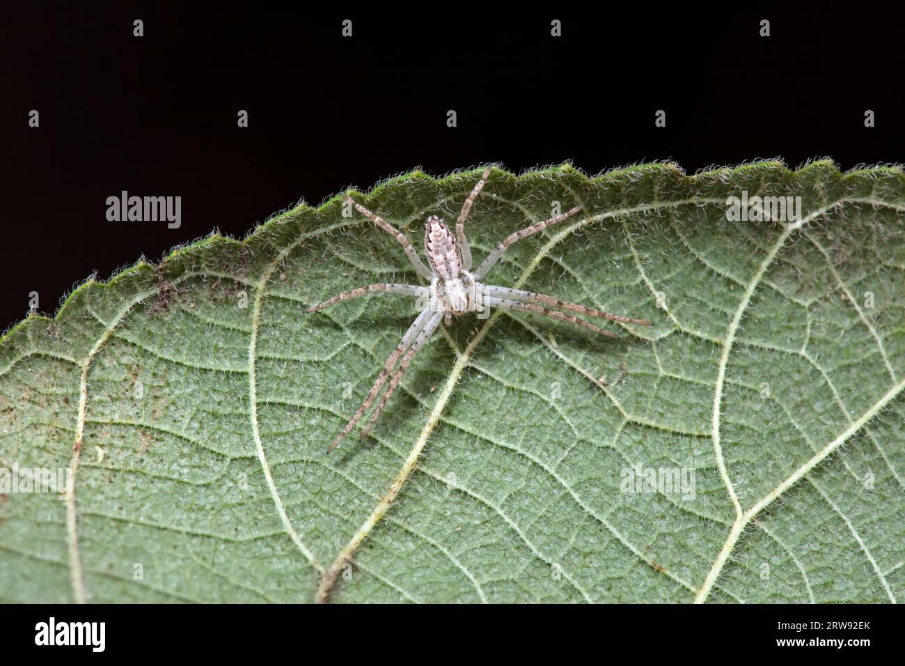 Spiders in the wild, North China Stock Photo - Alamy