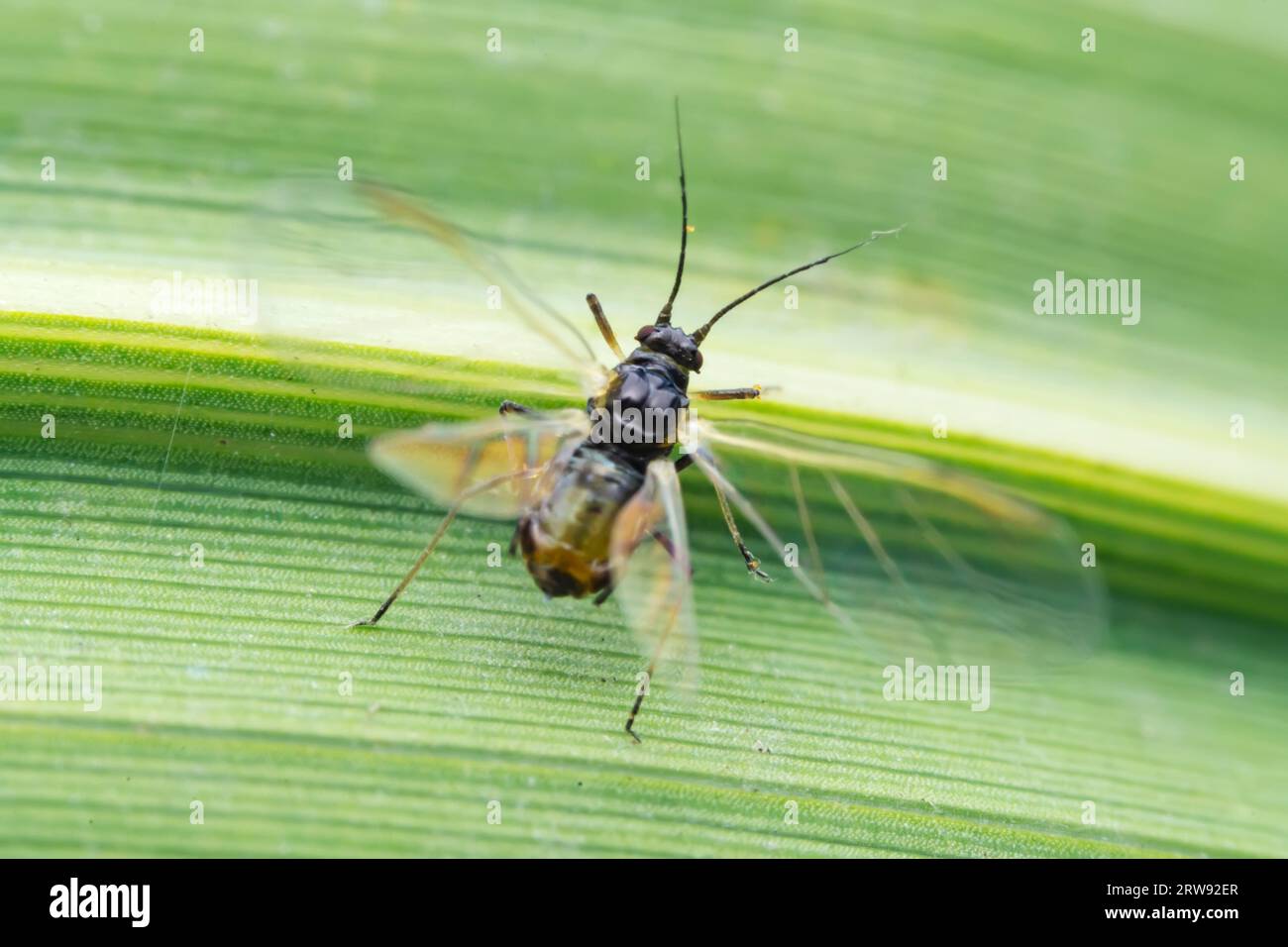 Entomology interest hi-res stock photography and images - Alamy