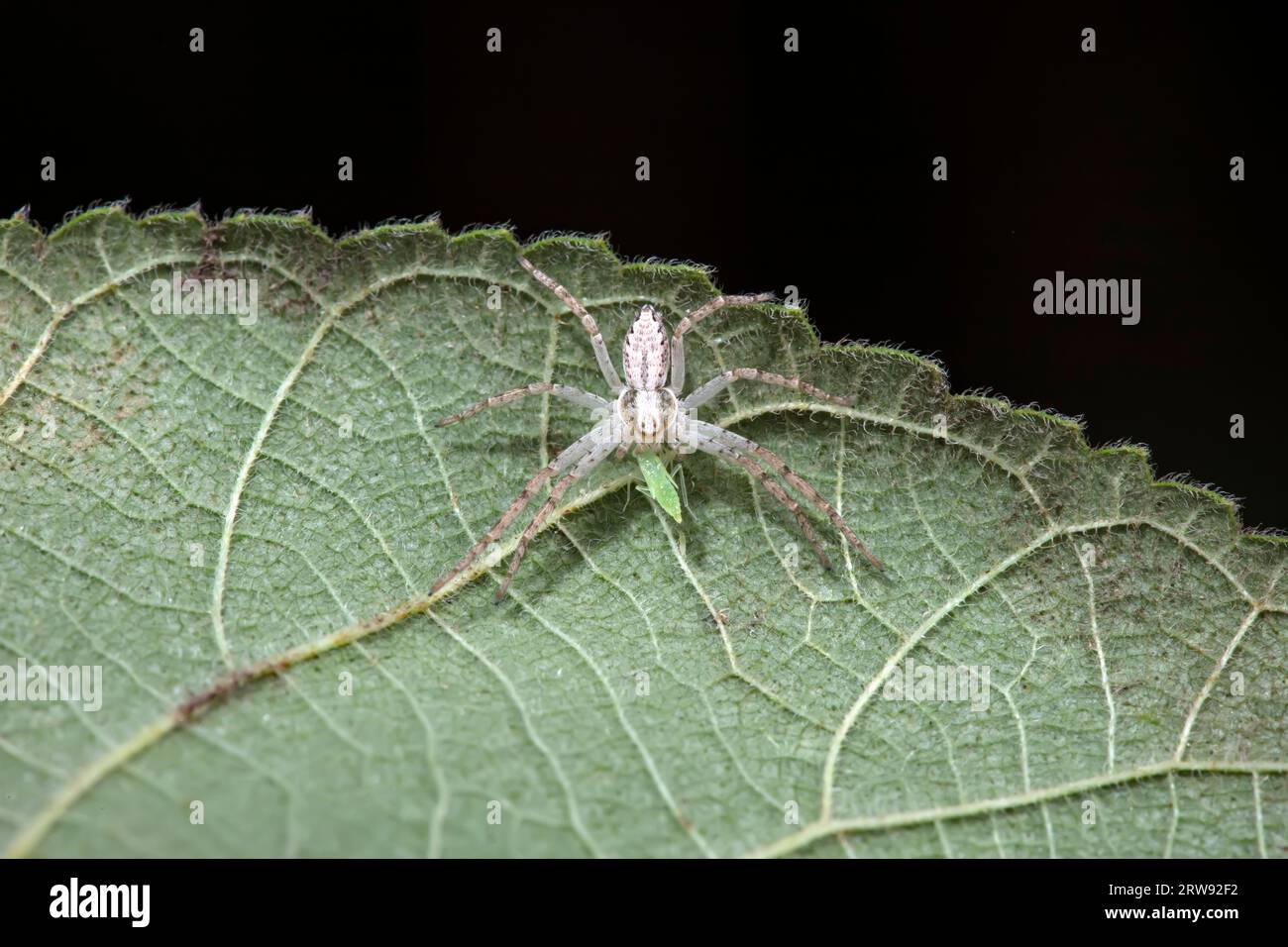 Spiders in the wild, North China Stock Photo - Alamy