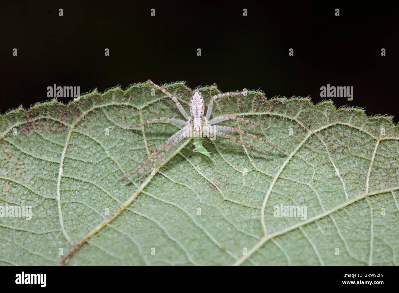 Spiders in the wild, North China Stock Photo - Alamy