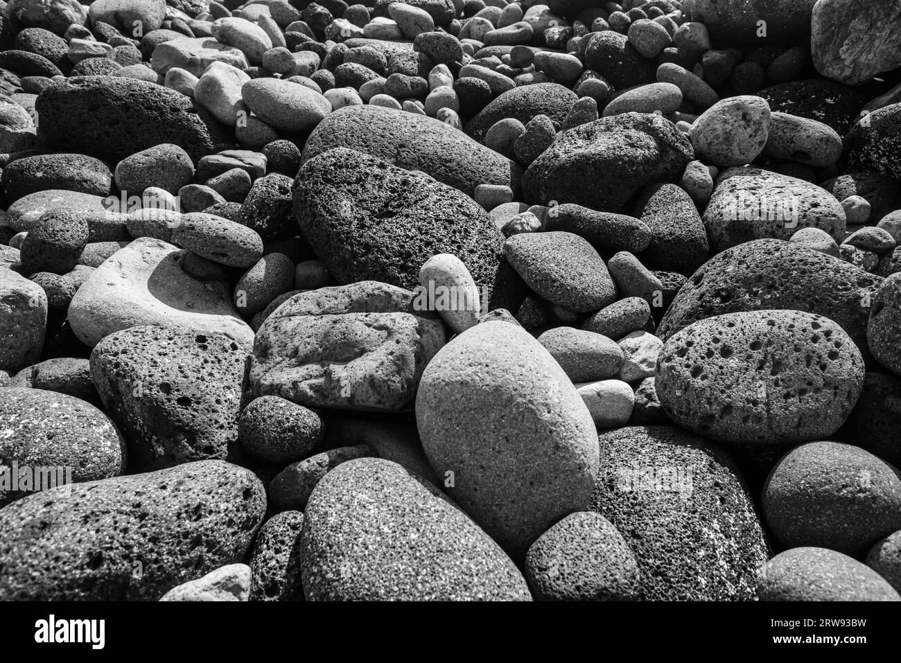 Different tree trunk Black and White Stock Photos & Images - Alamy