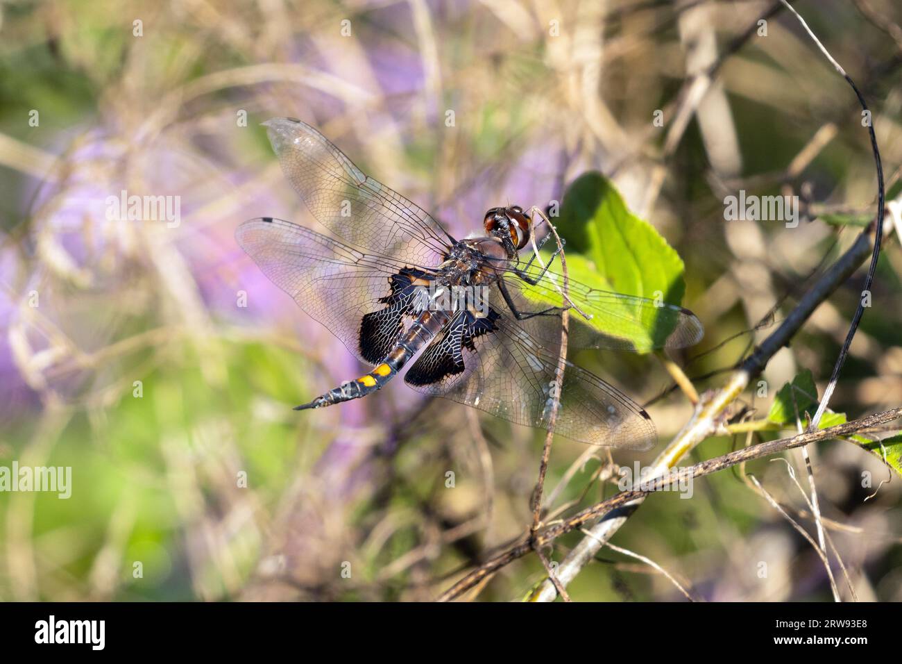 Closeup of Black Saddlebags Dragonfly perching on a leafy branch during ...