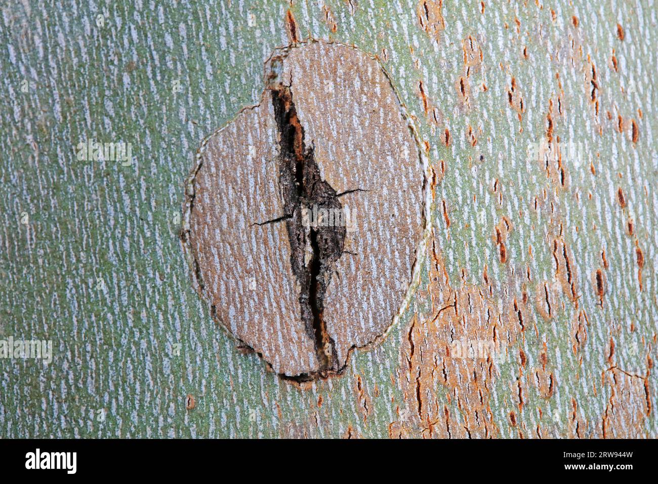 The texture of the bark of Paulownia Stock Photo - Alamy
