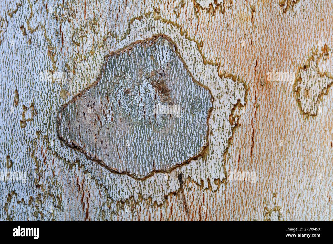 The texture of the bark of Paulownia Stock Photo - Alamy