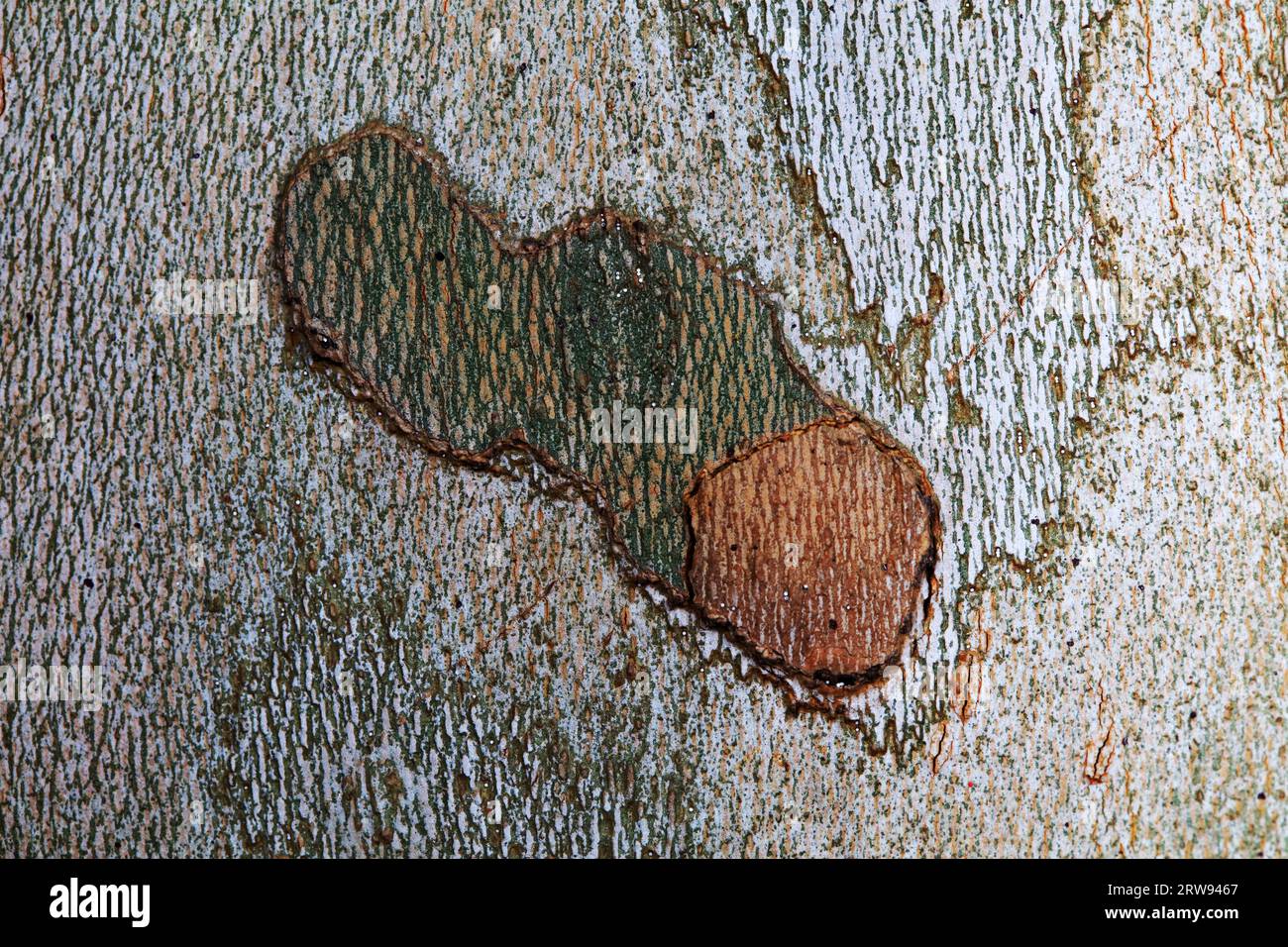 The texture of the bark of Paulownia Stock Photo - Alamy