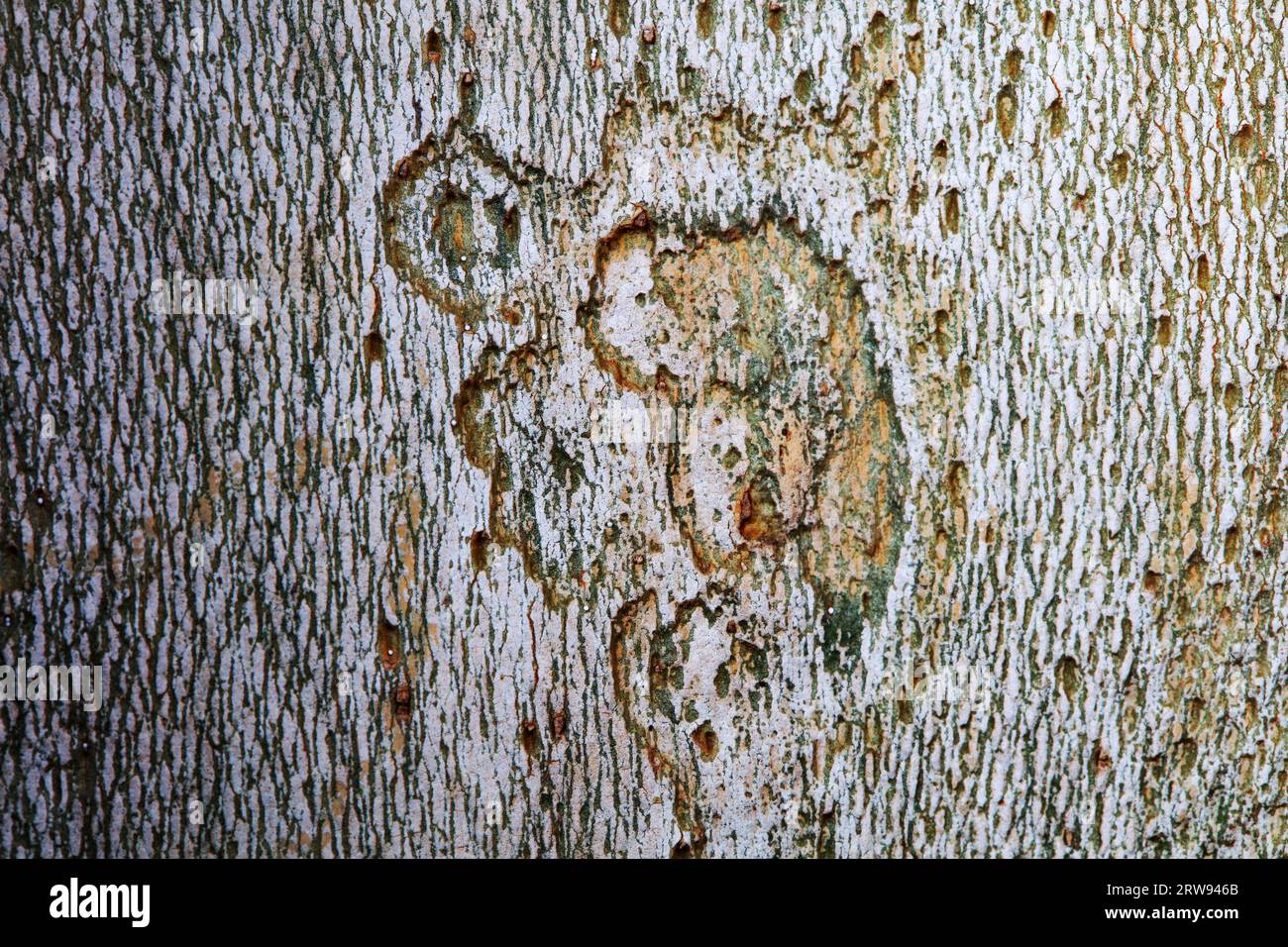 The texture of the bark of Paulownia Stock Photo - Alamy