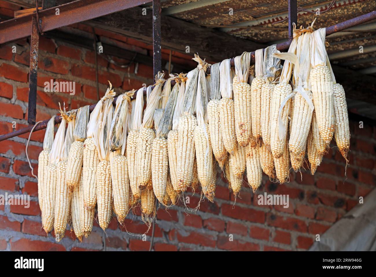 Drying corn in the countryside Stock Photo - Alamy