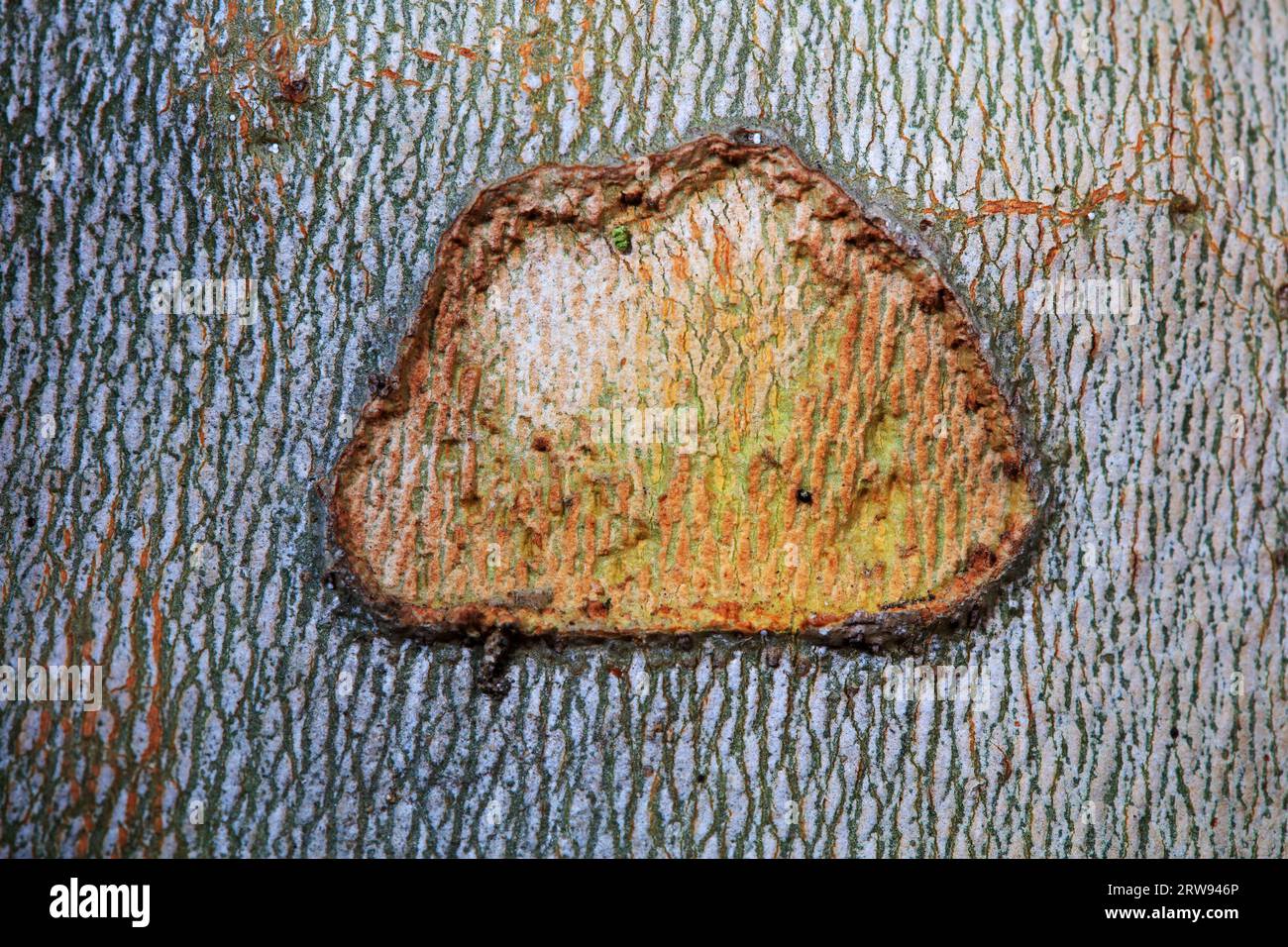 The texture of the bark of Paulownia Stock Photo - Alamy