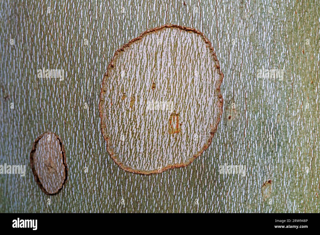 Oriental plane Bark texture, Camouflage effect Stock Photo - Alamy