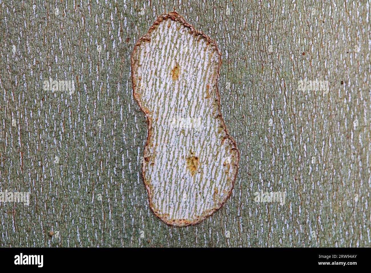 Camouflage effect hi-res stock photography and images - Alamy