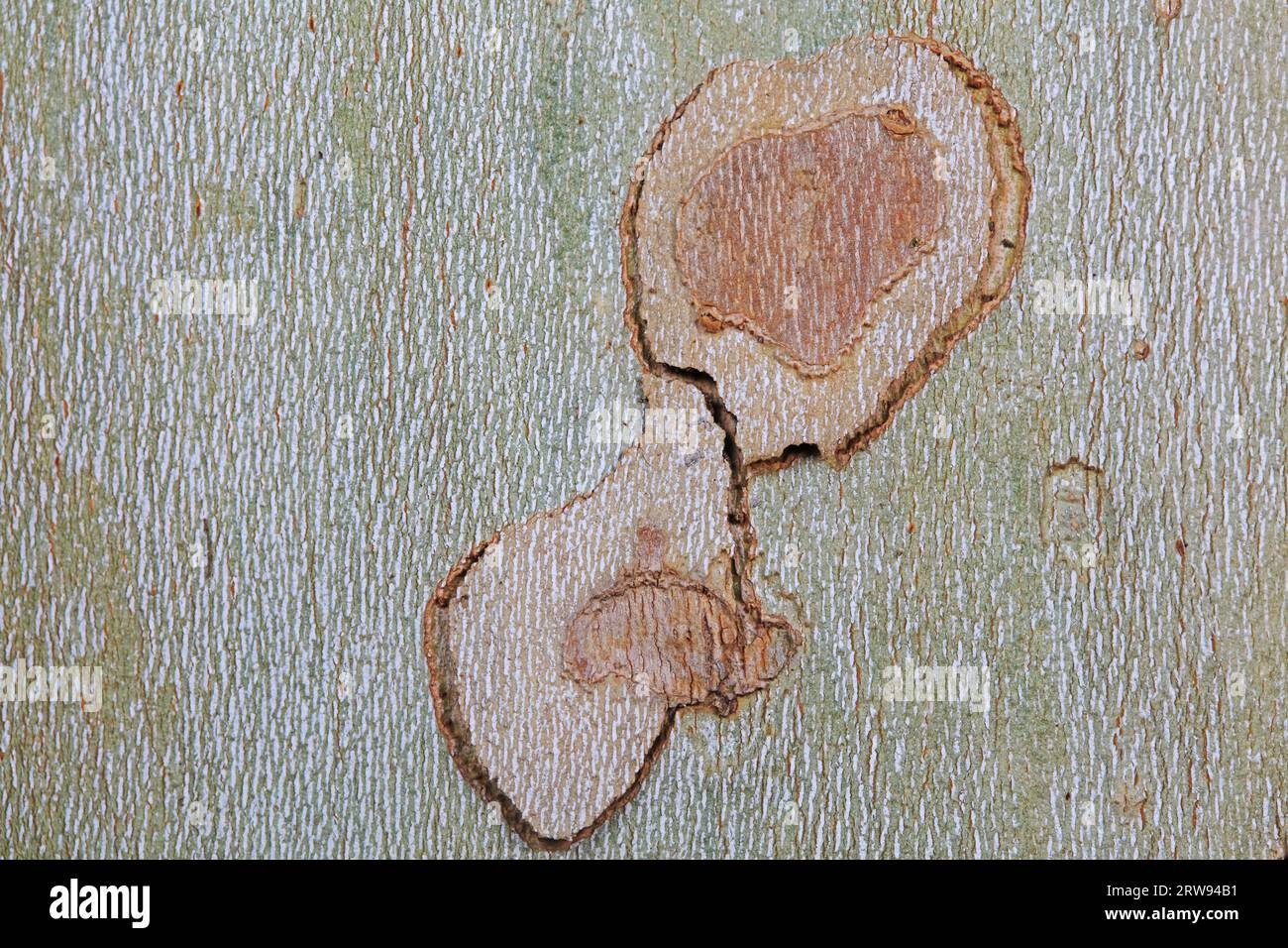 Camouflage effect hi-res stock photography and images - Alamy
