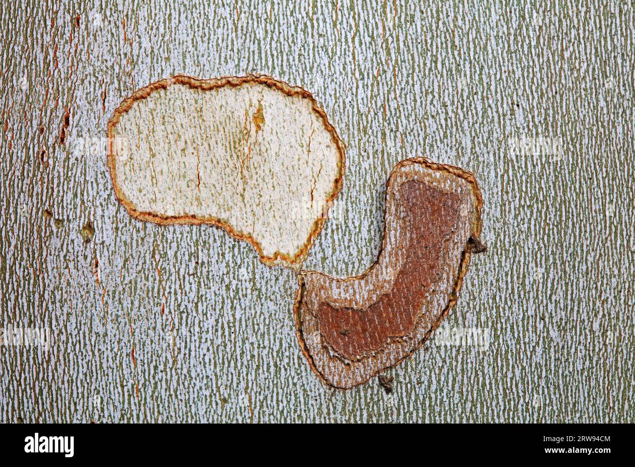 Oriental plane Bark texture, Camouflage effect Stock Photo - Alamy