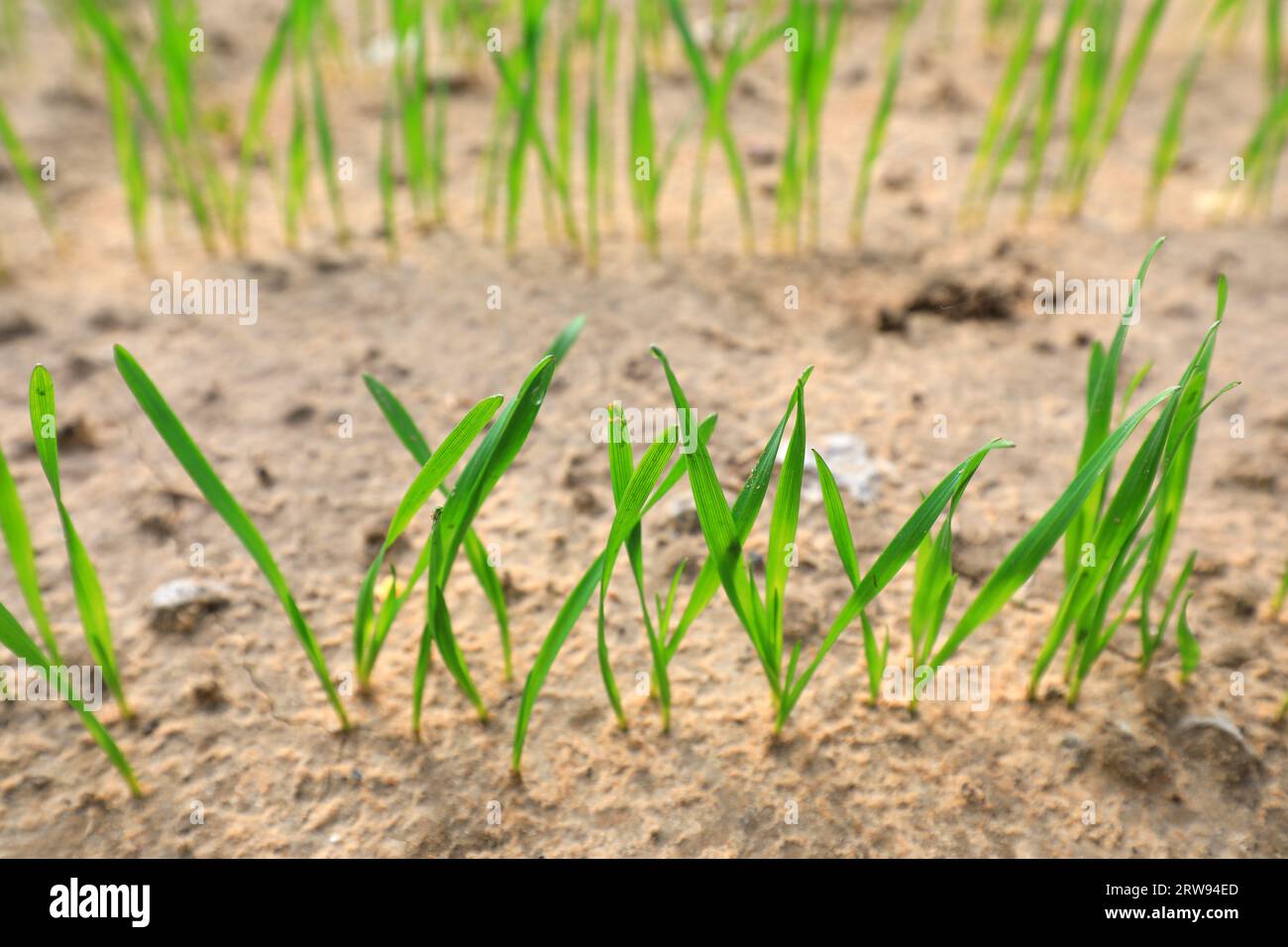 Newly sprouted wheat seedlings, North China Stock Photo - Alamy