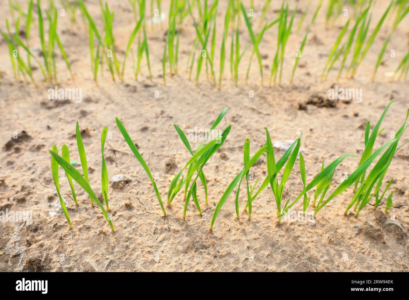 Wheat seedlings hi-res stock photography and images - Alamy
