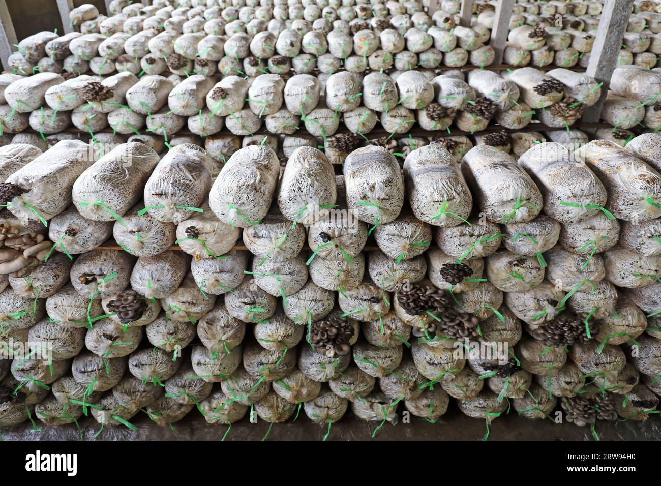 Edible fungus bags are placed in the greenhouse, North China Stock ...