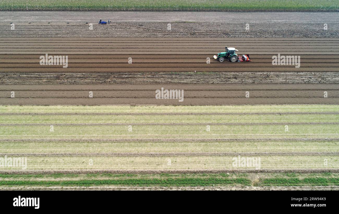 farmers sow winter wheat in fields, North China Stock Photo - Alamy