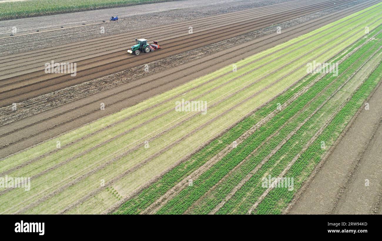 farmers sow winter wheat in fields, North China Stock Photo - Alamy