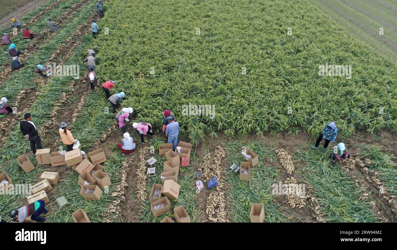 Farmers harvest ginger in hi-res stock photography and images - Alamy