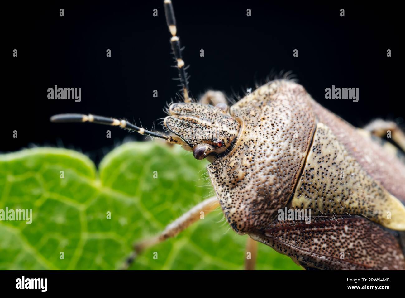 Stink bugs inhabit leaves in the wild, North China Stock Photo - Alamy