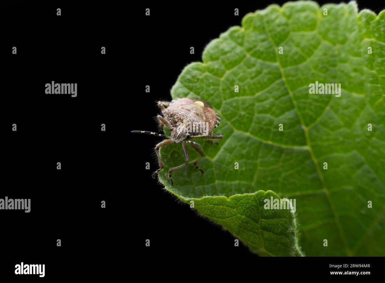 Stink bugs inhabit leaves in the wild, North China Stock Photo - Alamy