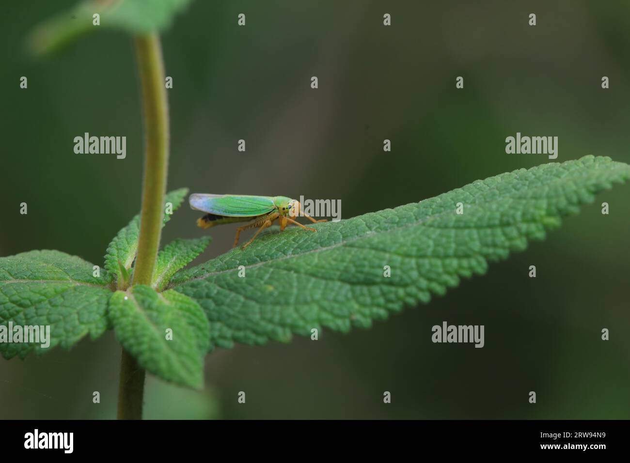 Leaf cicada on wild plants, North China Stock Photo - Alamy