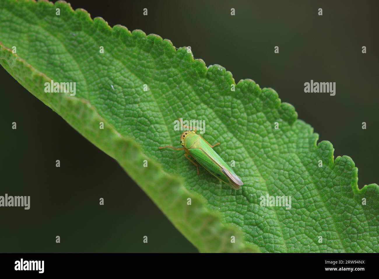 Leaf cicada on wild plants, North China Stock Photo - Alamy