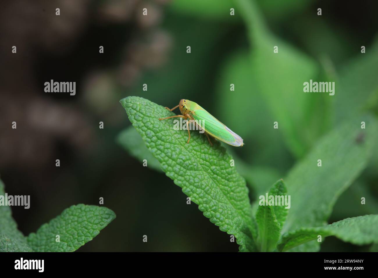 Leaf cicada on wild plants, North China Stock Photo - Alamy