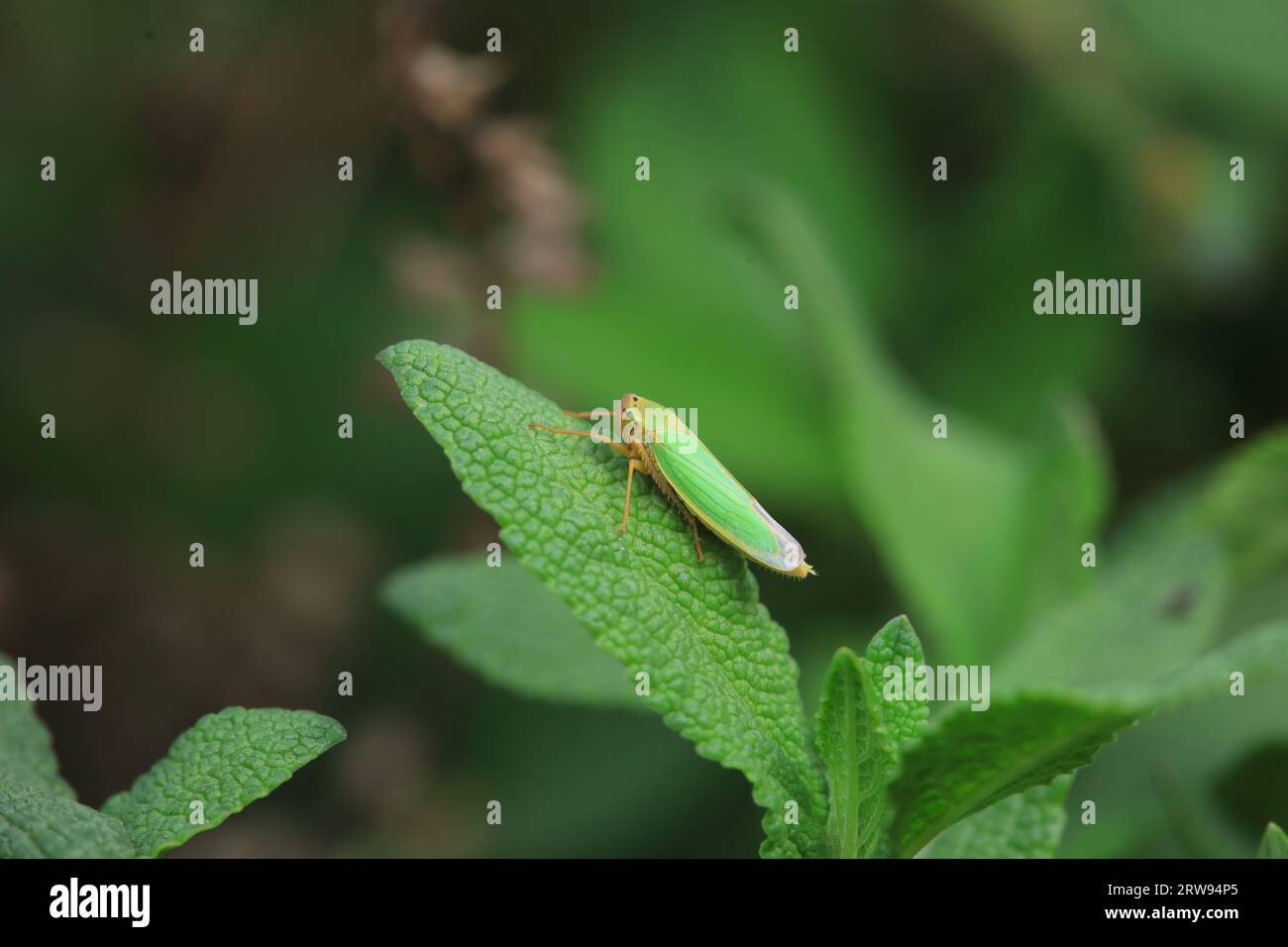 Leaf cicada on wild plants, North China Stock Photo - Alamy
