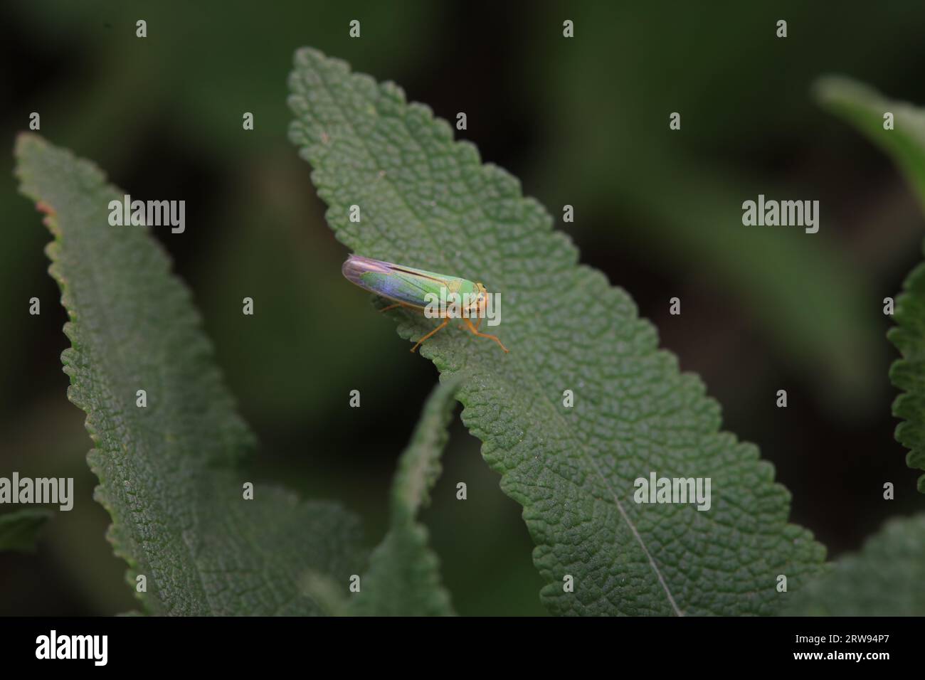 Leaf cicada on wild plants, North China Stock Photo - Alamy