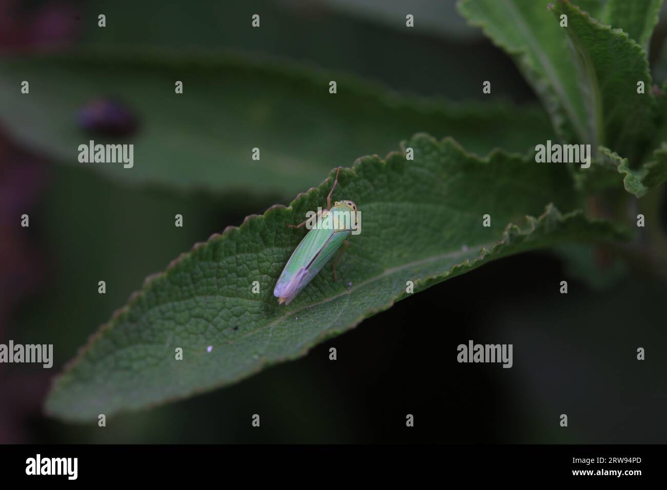 Leaf cicada on wild plants, North China Stock Photo - Alamy